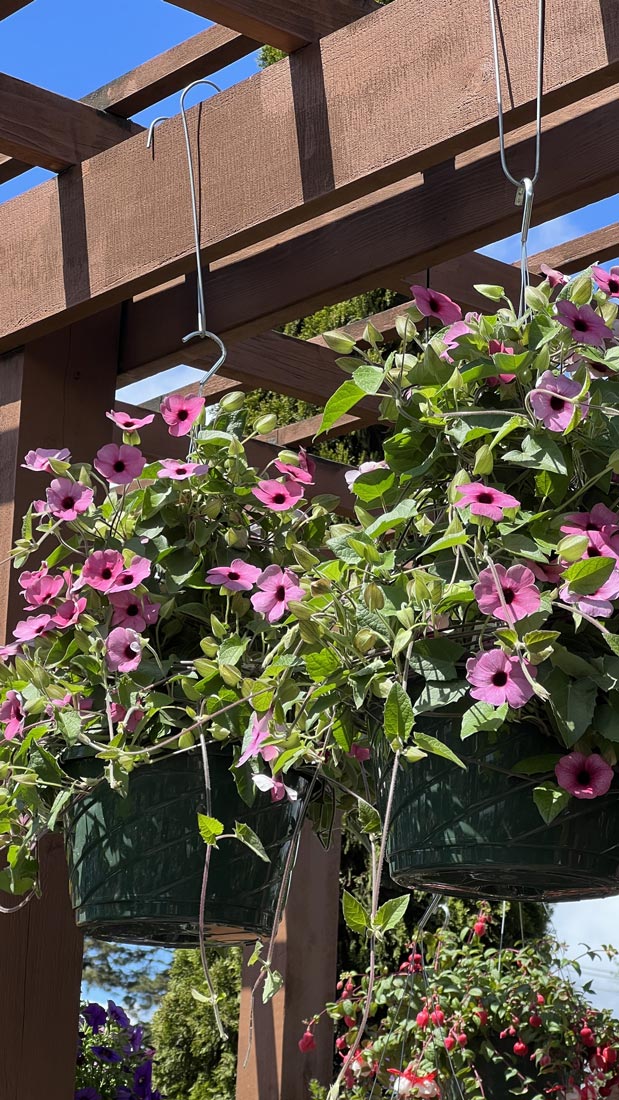 Hanging Flower Baskets | Lane Forest Products