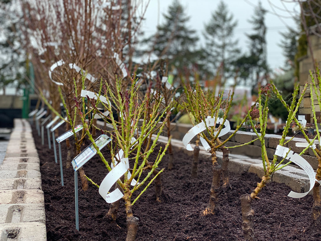 Lane Forest Products