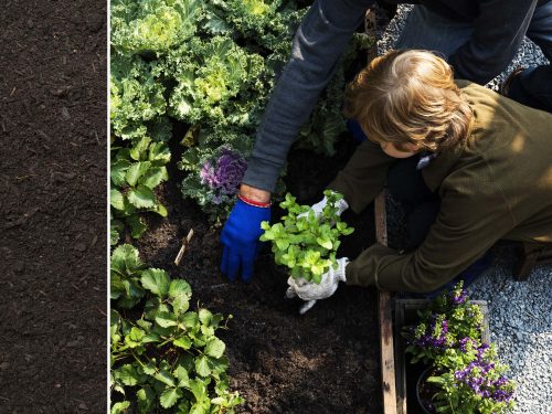 Blended Mint Compost | Lane Forest Products