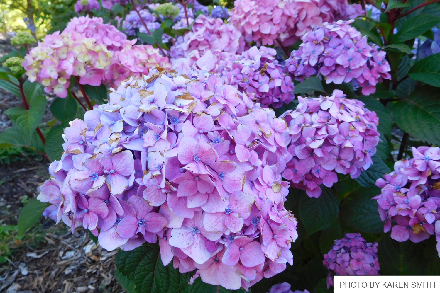 Your Oregon Garden - Blog | Lane Forest Products