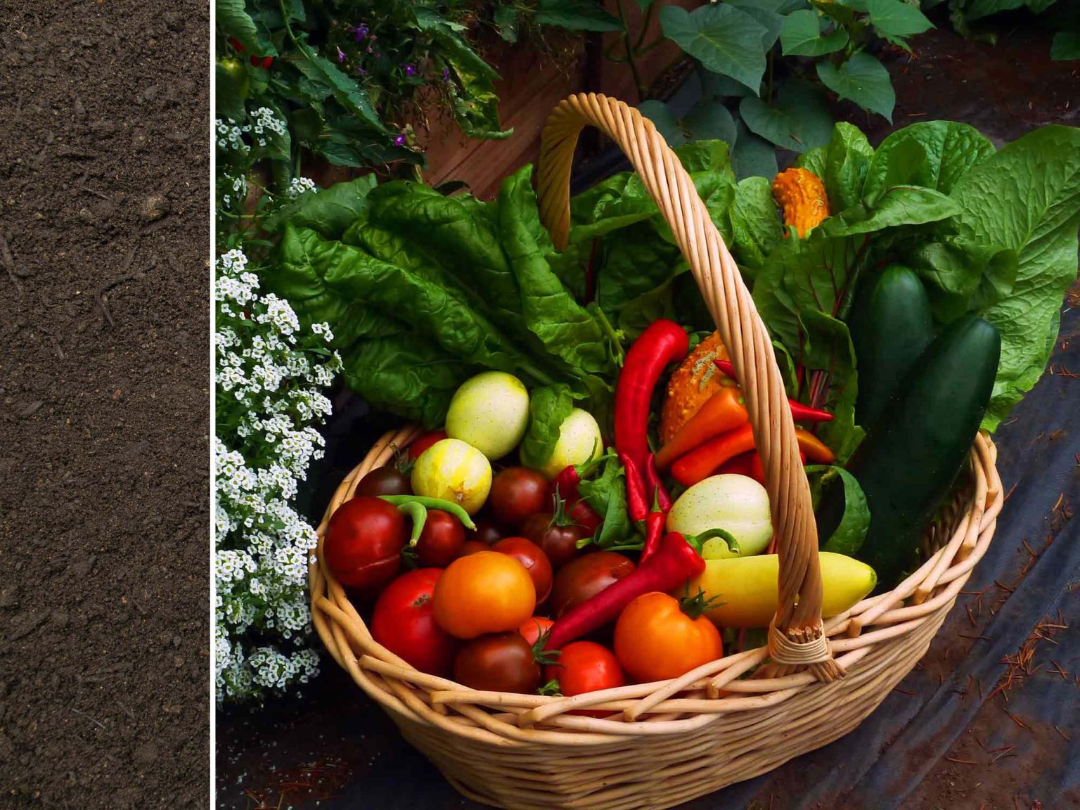 Weekly Specials | Lane Forest Products