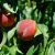 Fruit Trees | Lane Forest Products
