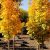 Oregon Nursery Trees (Inventory) | Lane Forest Products