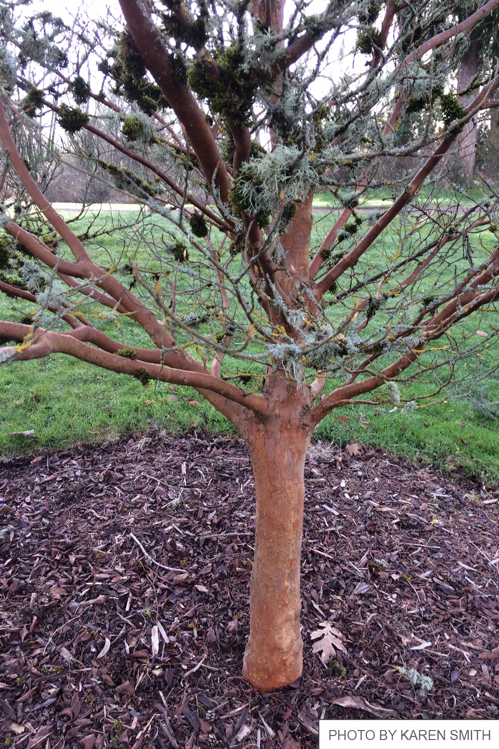 Small Trees Please! | Lane Forest Products